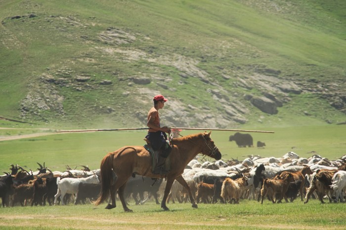 Mongolian Cashmere Goat - Breed Profile - Goat Journal